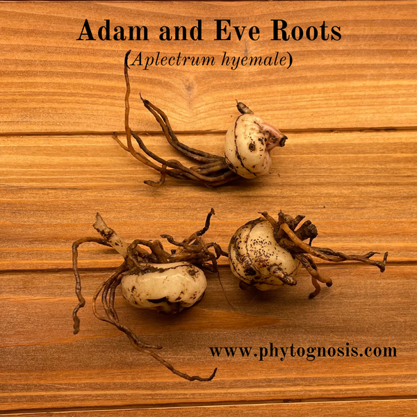 Adam and Eve Root (Aplectrum hyemale) – Phytognosis